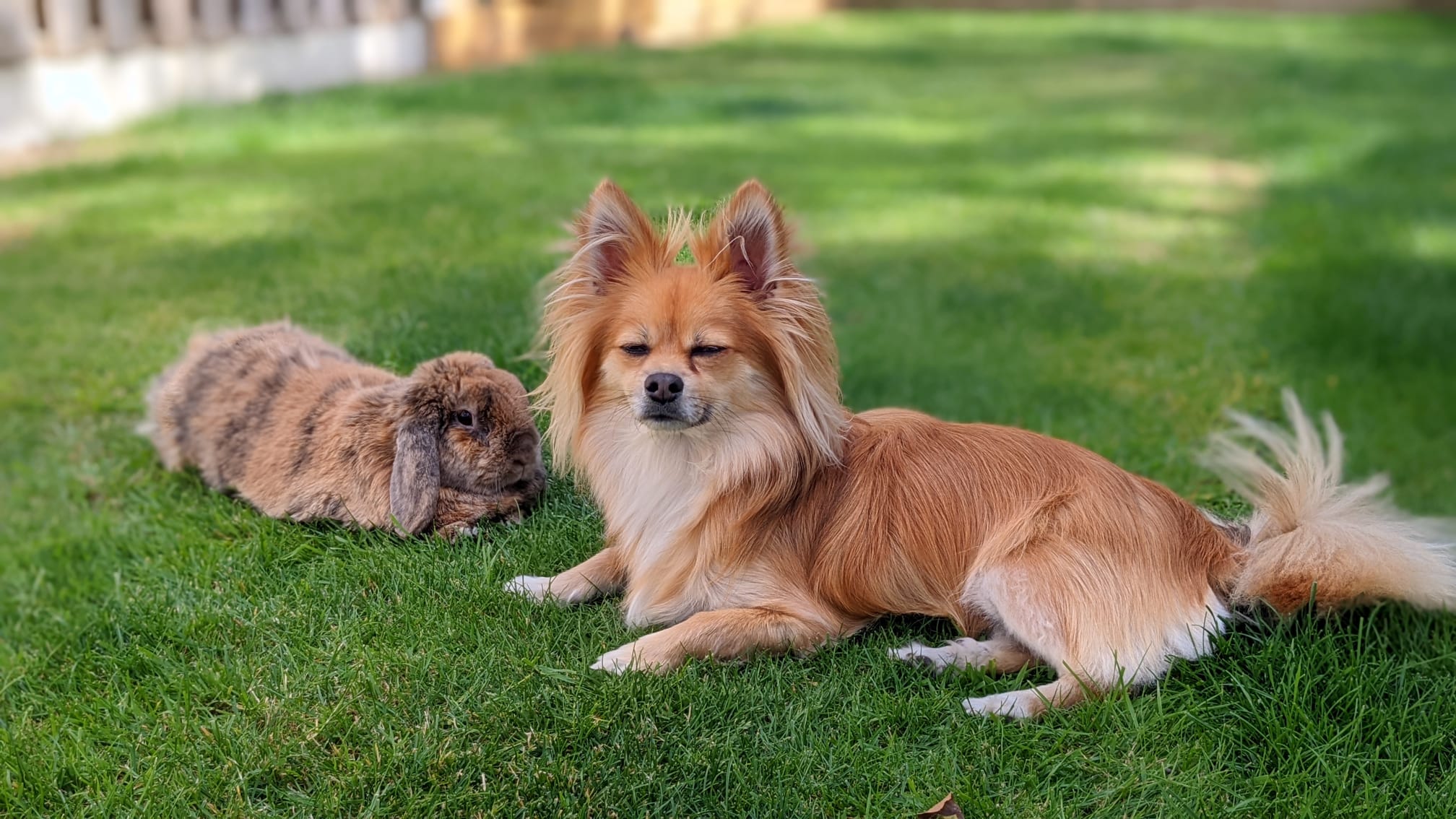 How to introduce Your new Puppy to your Small Pet – Buttercup Pet Products