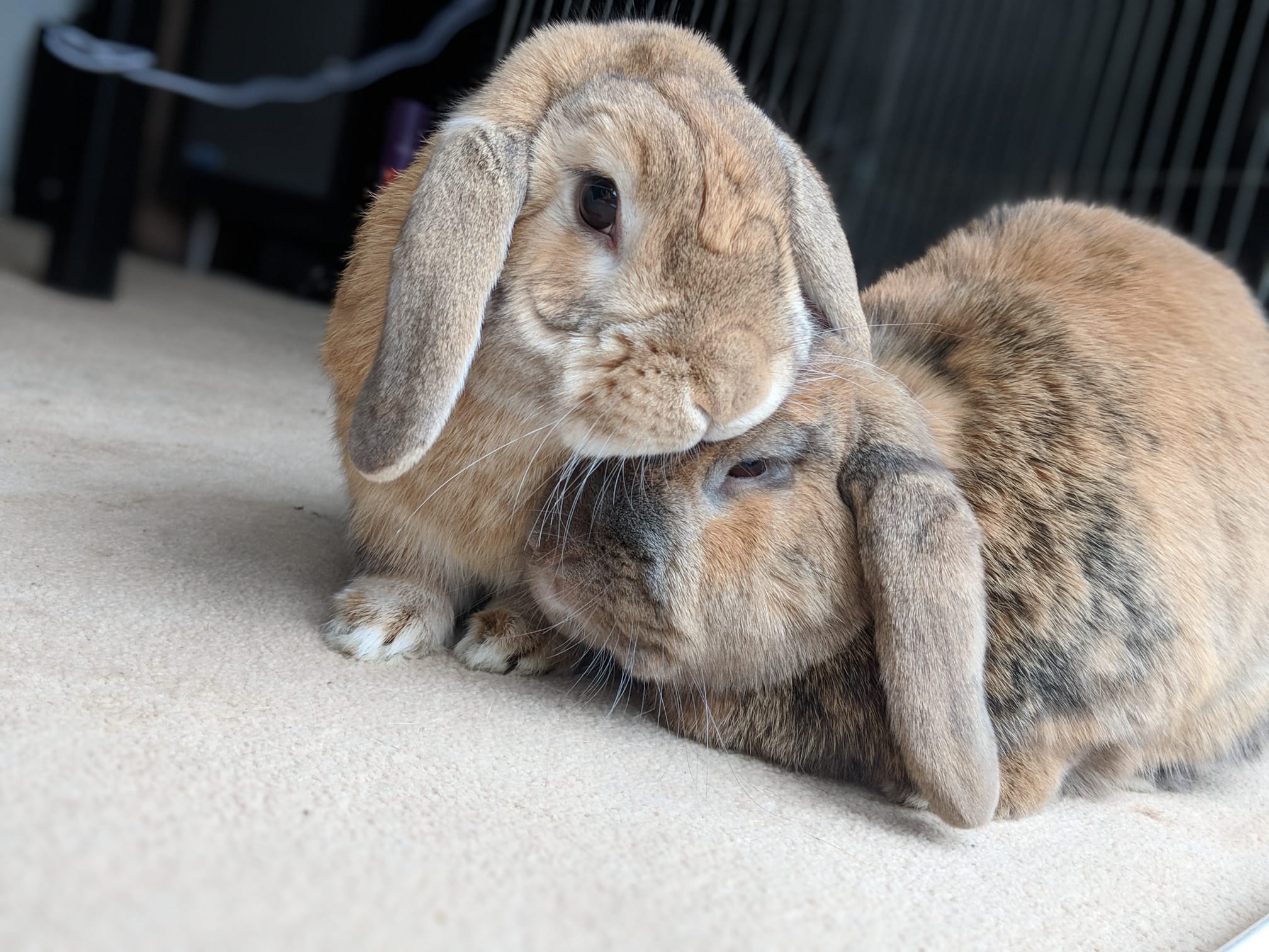 Furry Friendships: 5 Ways to Bond with Your Small Pet – Buttercup Pet ...